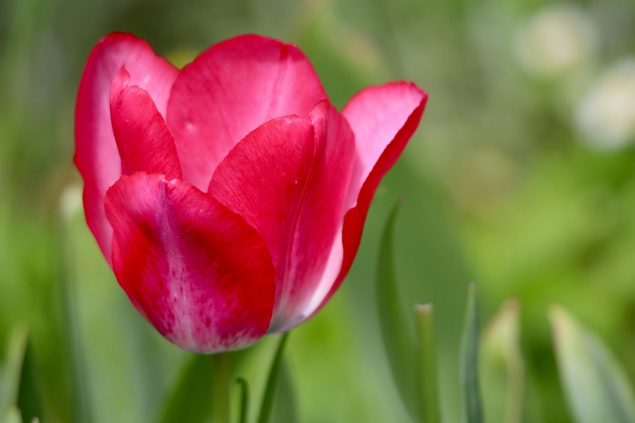Blomster Billeder Tulipan Baggrunde