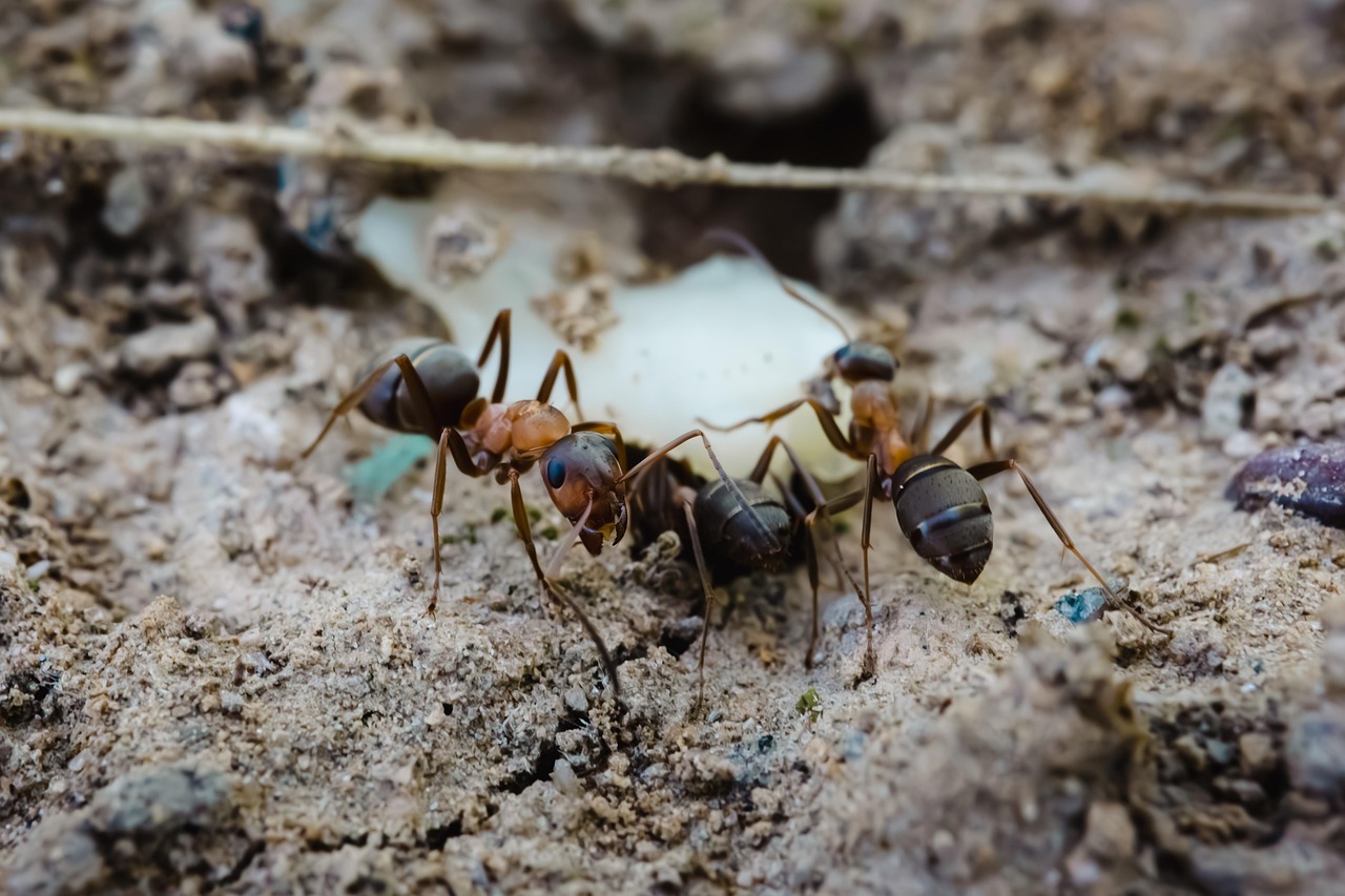 Fourmi Insecte Scarabée - Photo gratuite sur Pixabay - Pixabay