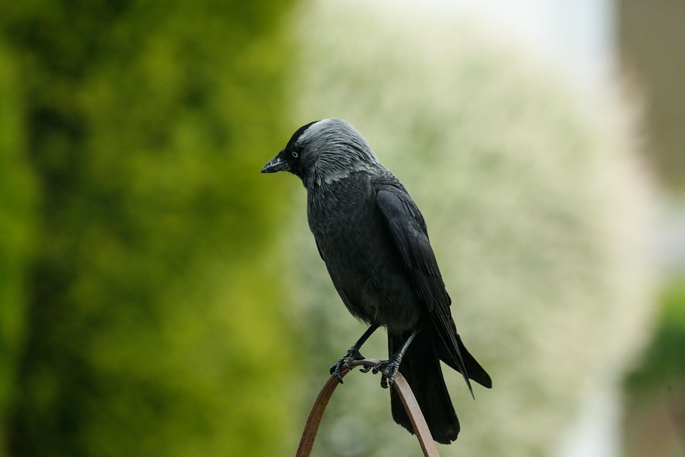 Jackdaw Black Bird Crow - Free photo on Pixabay