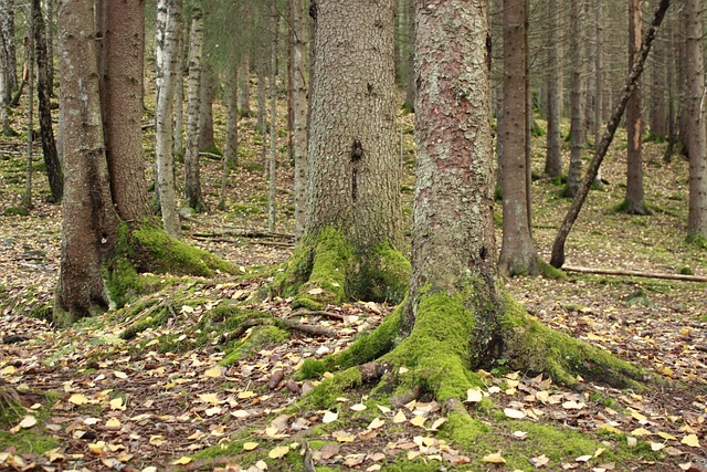 Forrest Nature Wood - Free photo on Pixabay - Pixabay