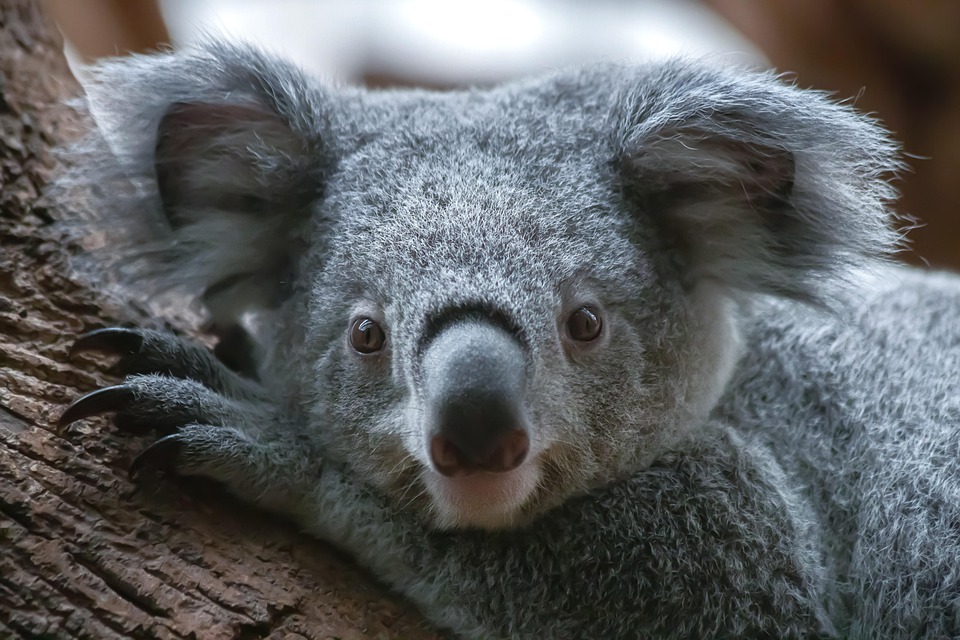 Koala Marsupial Tree - Free photo on Pixabay