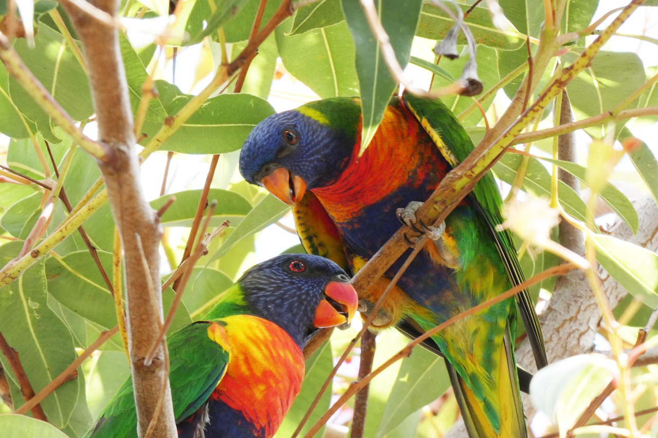 Tierbilder Tierfotografie Makro - Kostenloses Foto auf Pixabay