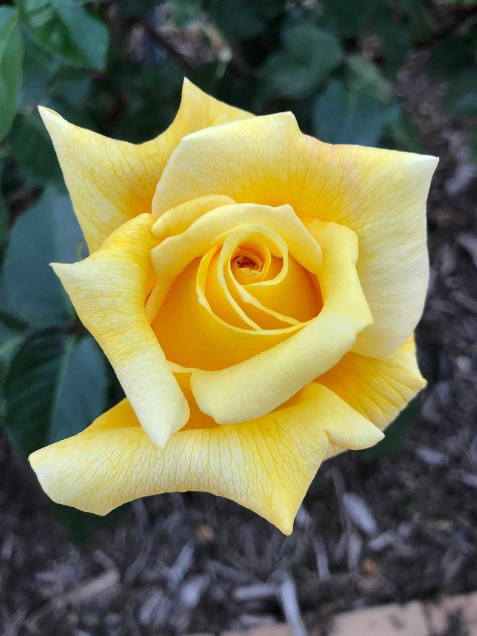 Rose Bltter Gelb