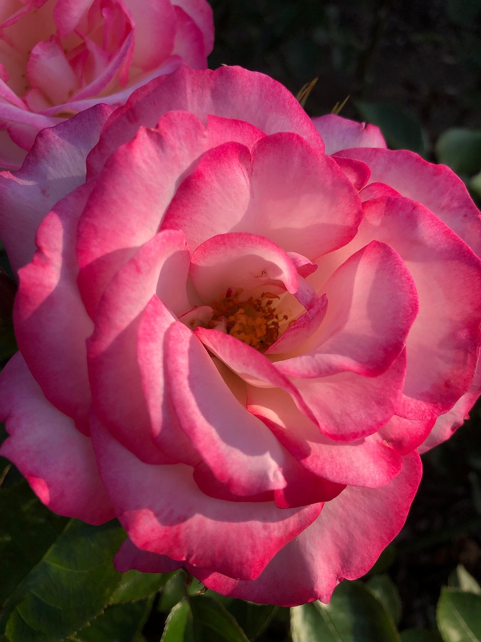 Rose Fleur Sale - Photo gratuite sur Pixabay - Pixabay