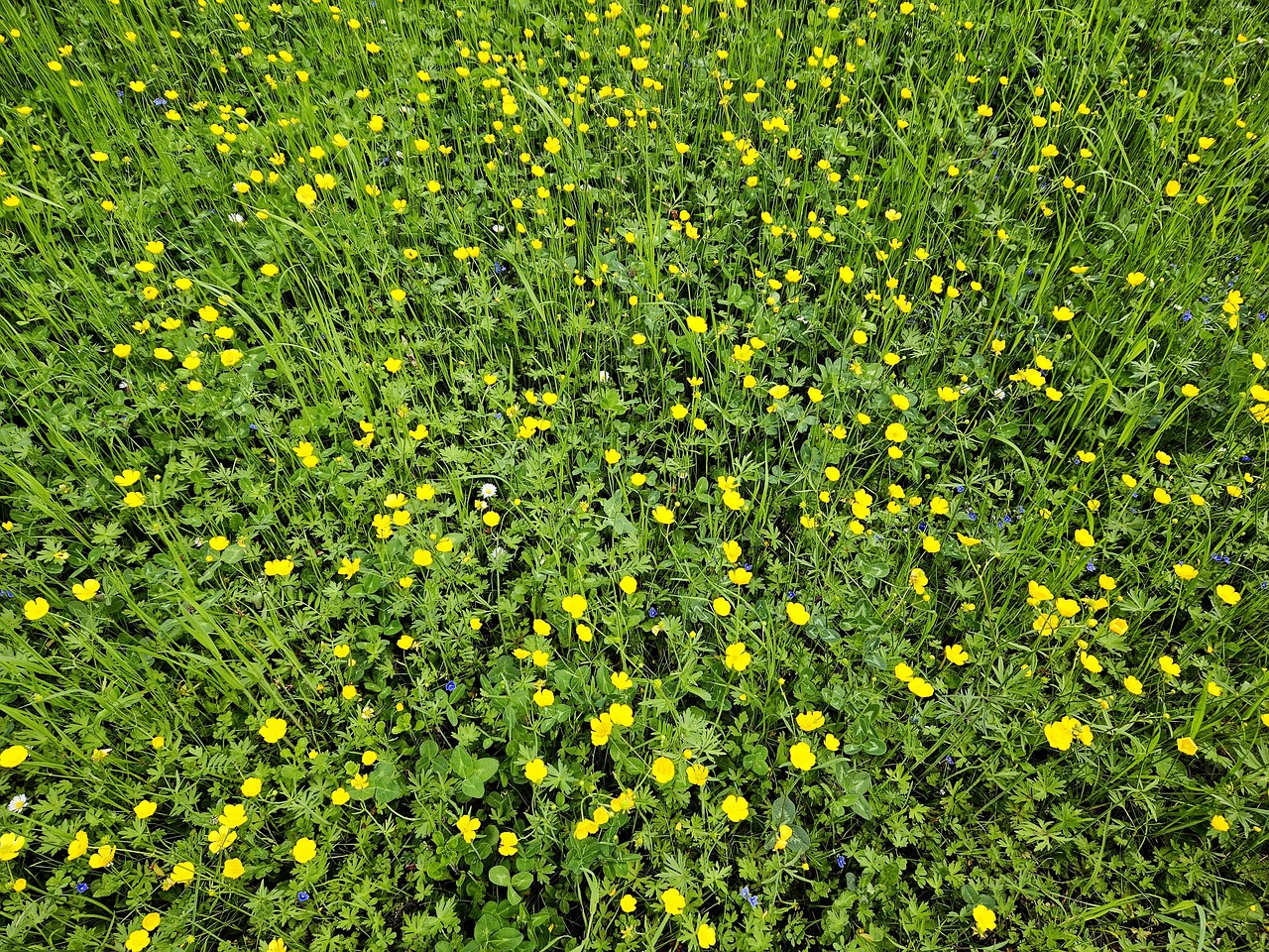 Bunga Liar Alam Padang Rumput - Foto gratis di Pixabay - Pixabay