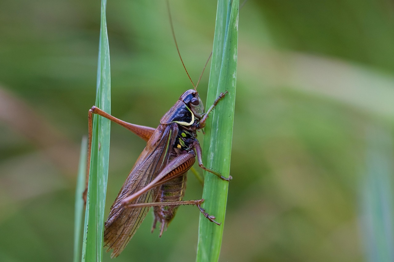 2,000+ Free Grasshopper & Insect Images - Pixabay