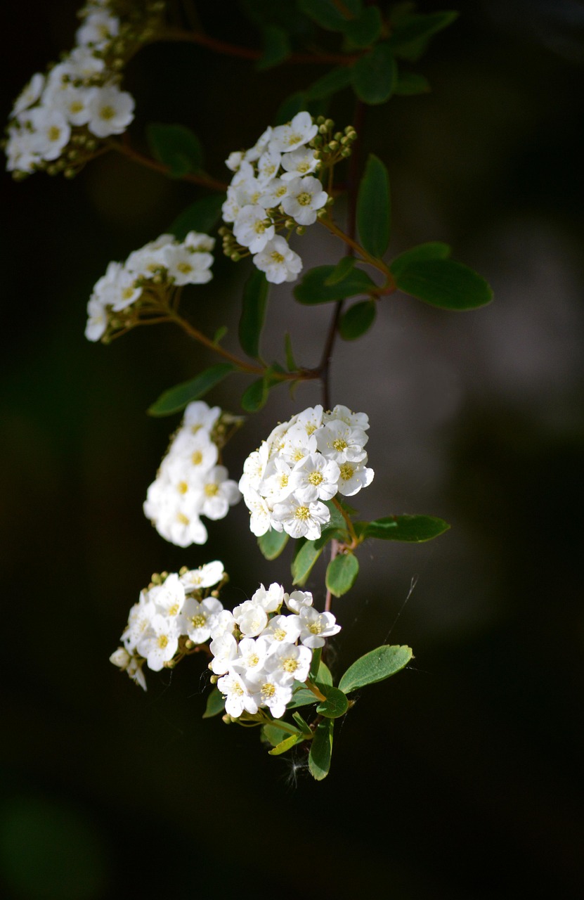Fleurs Blanches Arbuste D'Ornement - Photo gratuite sur Pixabay - Pixabay