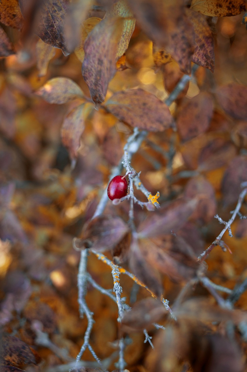 Berry Bush Dogwood - Free photo on Pixabay