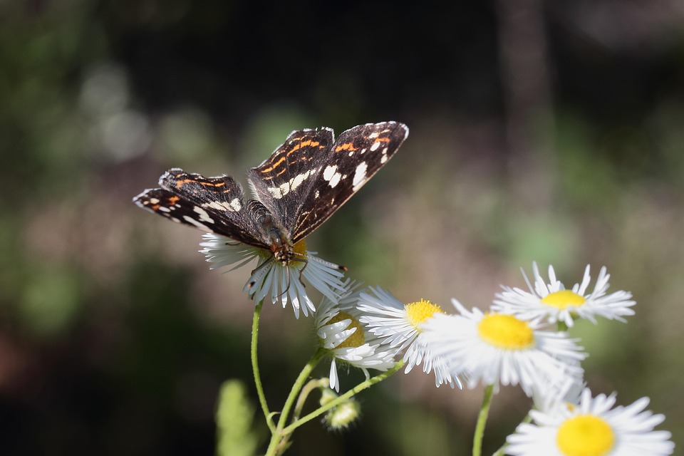 Map Butterfly Insect Wild - Free photo on Pixabay