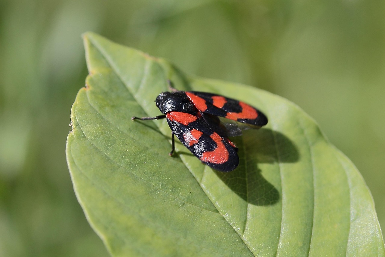 Blutzikade Cigale Insecte - Photo gratuite sur Pixabay - Pixabay
