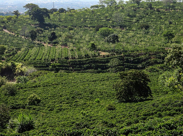 Coffee Plantation Farm Farming - Free photo on Pixabay - Pixabay