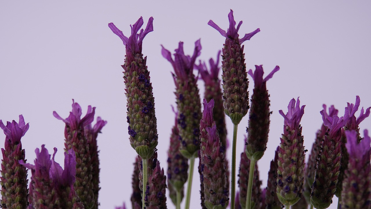 Lavender Bunga Alam - Foto gratis di Pixabay - Pixabay