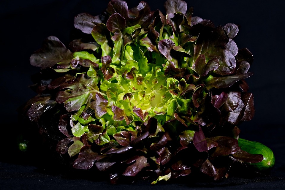 Vegetable Leaves Nature - Free photo on Pixabay