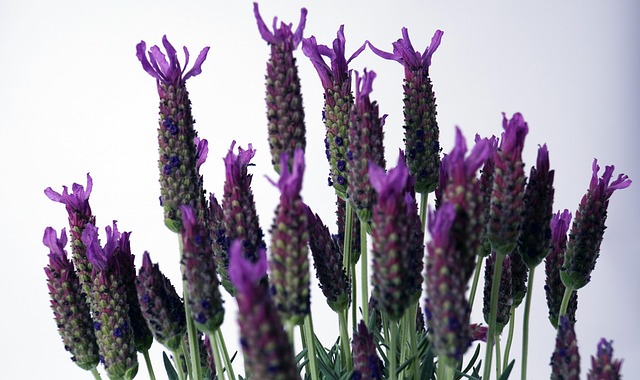 Lavender Bunga Ungu - Foto gratis di Pixabay - Pixabay