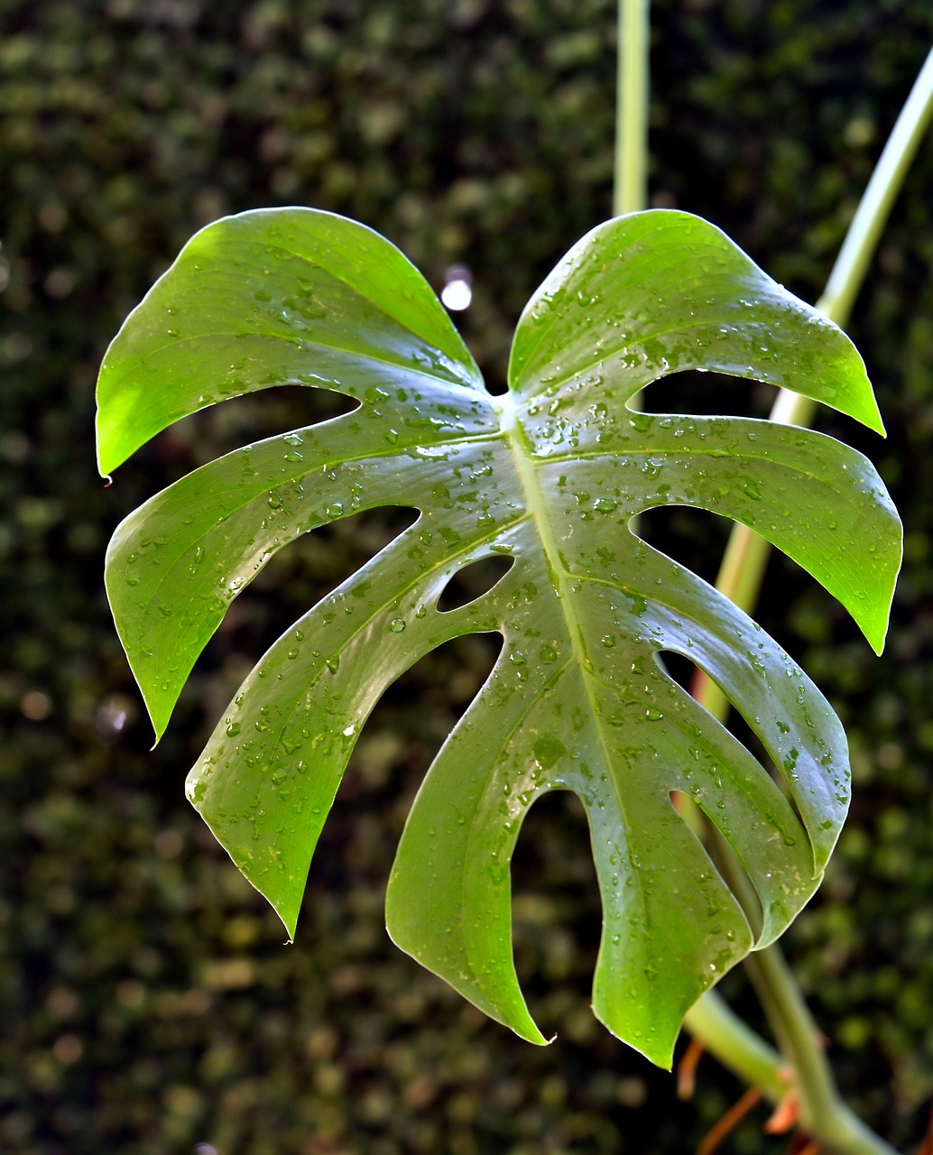 Monstera Leaves Plant - Free photo on Pixabay - Pixabay
