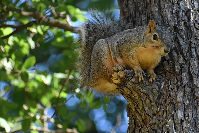 Ardilla Fauna Silvestre Animal - Foto gratis en Pixabay