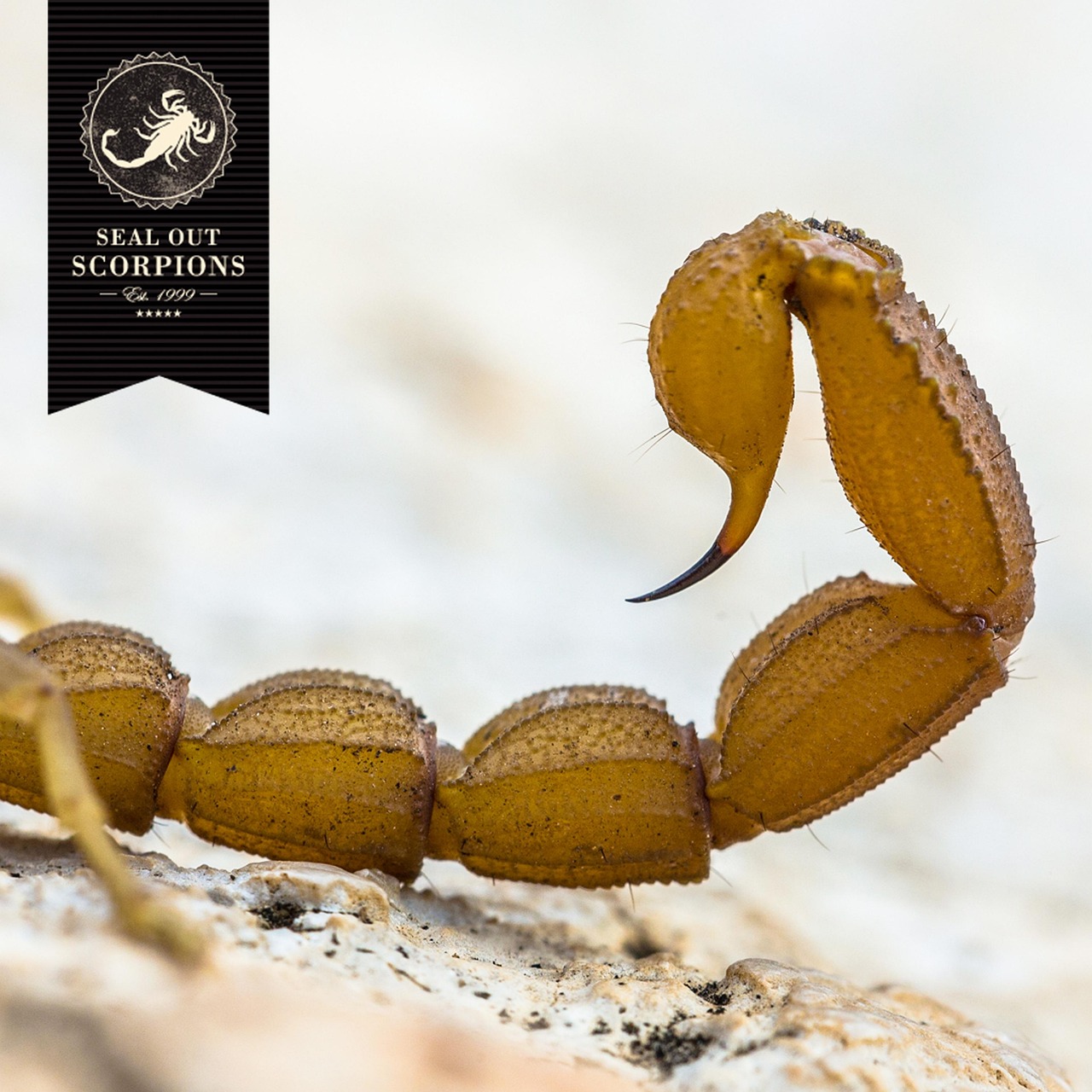 sealoutscorpionstp - Pixabay