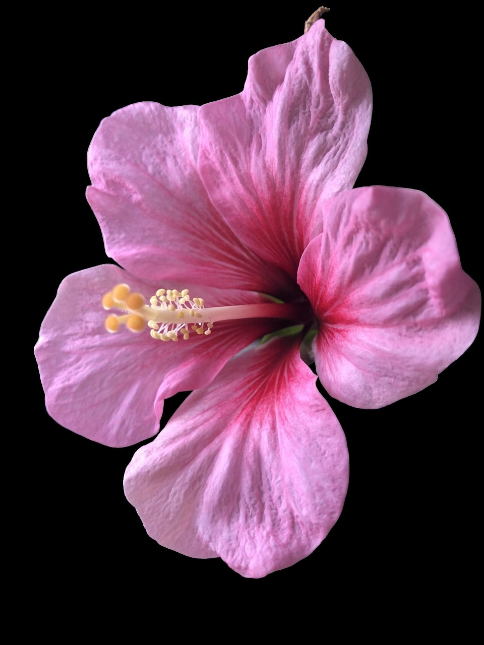 Hibiscus Rose Fleur - Photo gratuite sur Pixabay - Pixabay