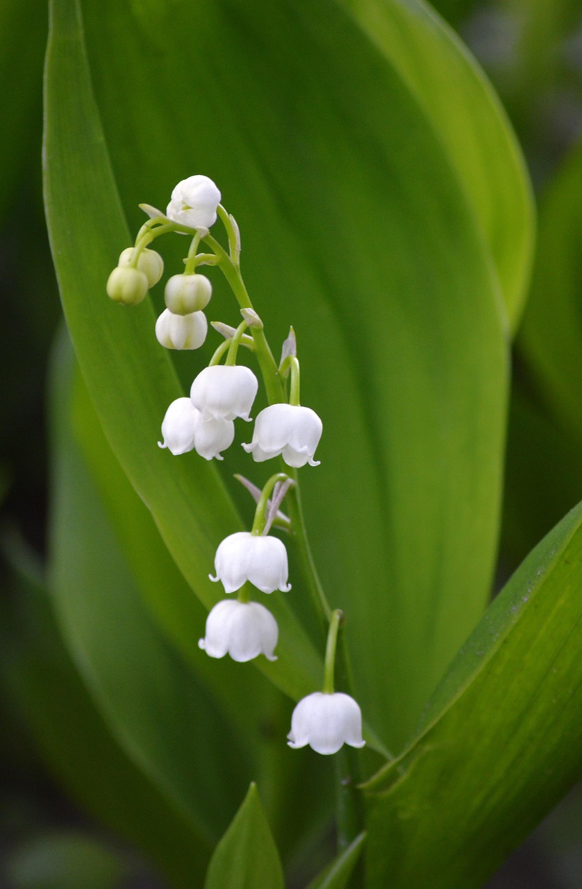 Lily Of The Valley White Flowers - Free photo on Pixabay
