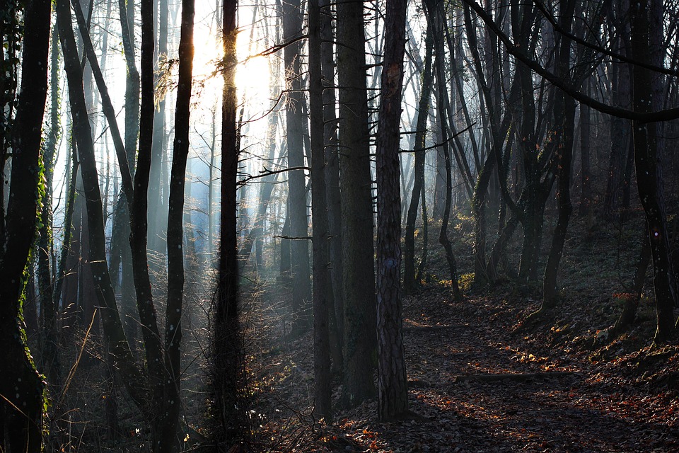 Bosque Naturaleza Árbol - Foto gratis en Pixabay - Pixabay