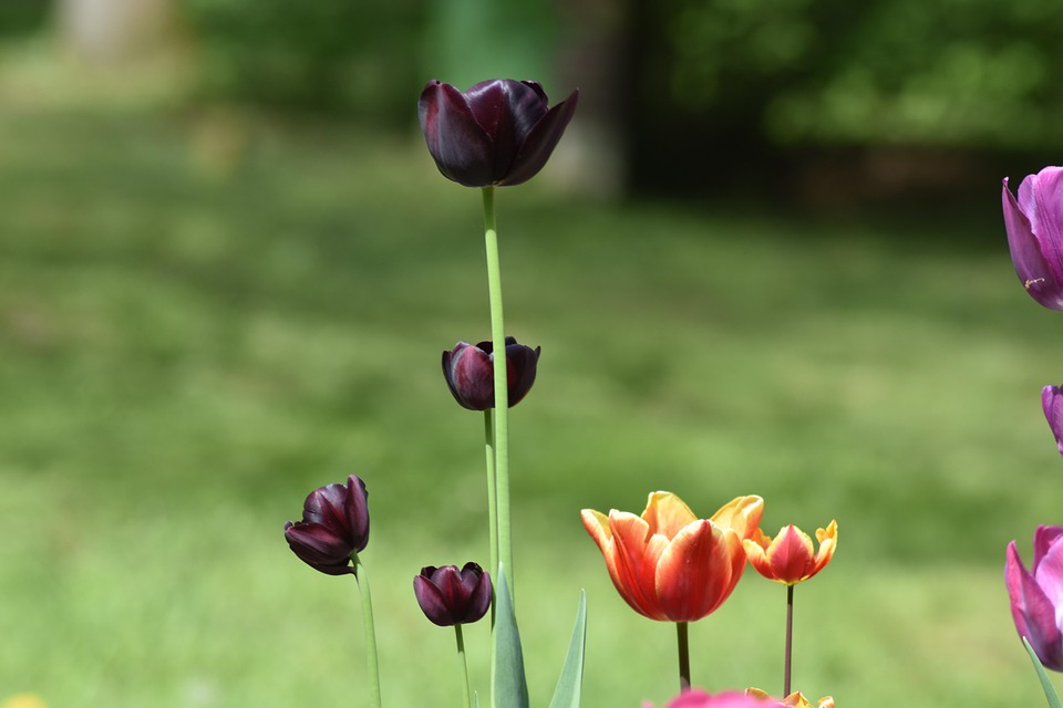 Tulip Bunga-Bunga Kebun - Foto gratis di Pixabay - Pixabay