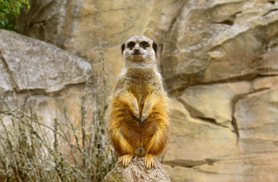 Suricata Animal Jardim Zoológico - Foto gratuita no Pixabay - Pixabay