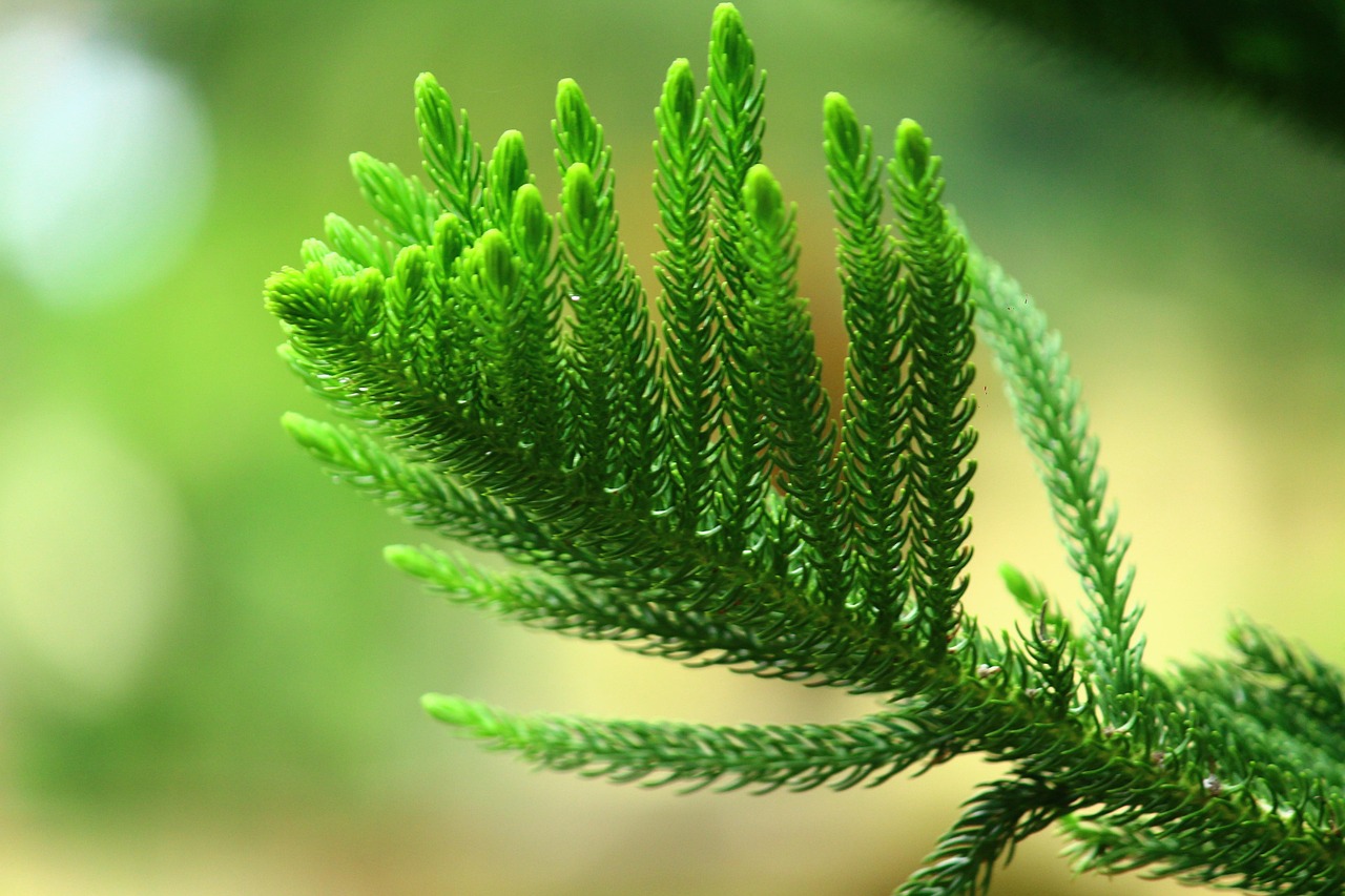 Verde Bazat Pe Plante Verzi - Fotografie gratuită pe Pixabay - Pixabay
