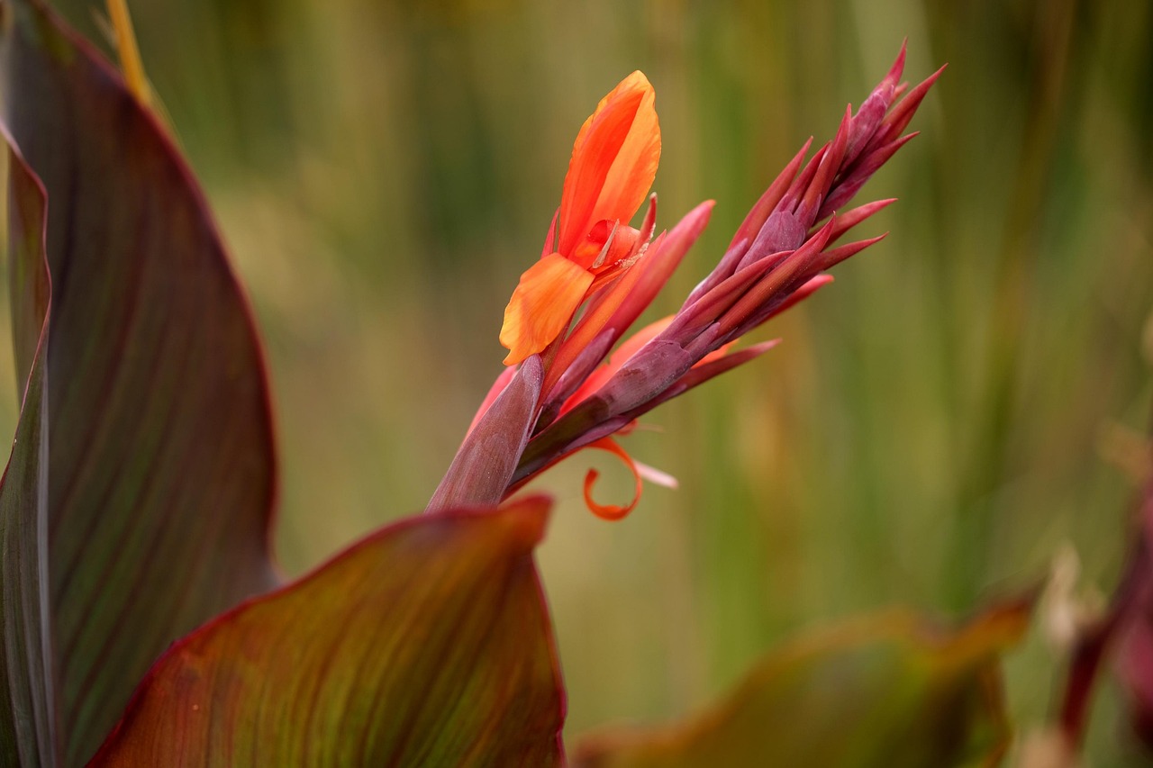 Flower Leaves Plant - Free photo on Pixabay - Pixabay