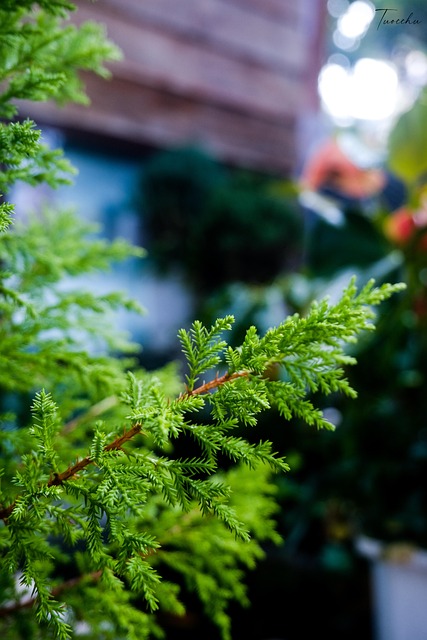 Planta Pinho Verde - Foto gratuita no Pixabay - Pixabay