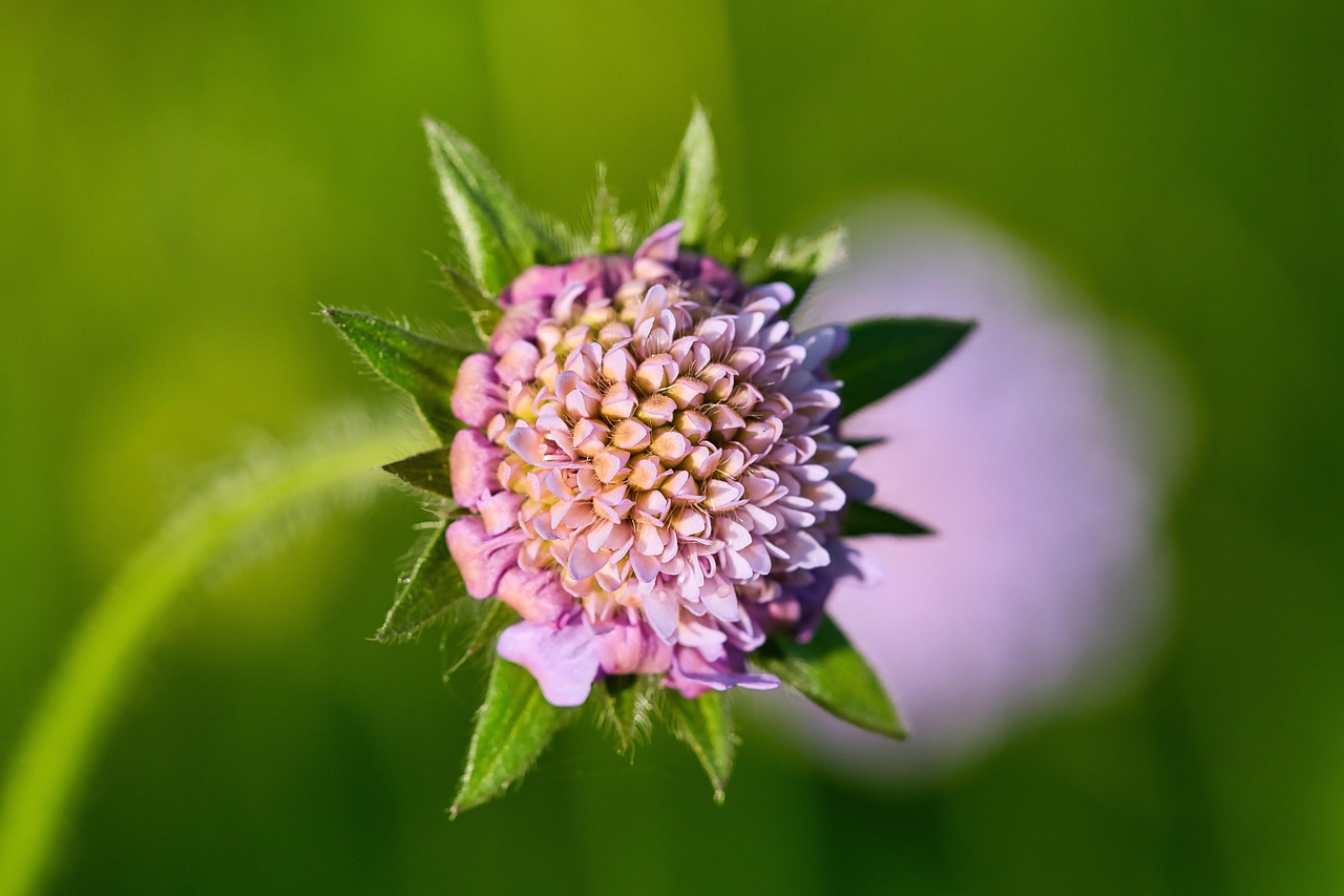 Plus de 400 000 photos gratuites de Fleur et de Belles Fleurs - Pixabay
