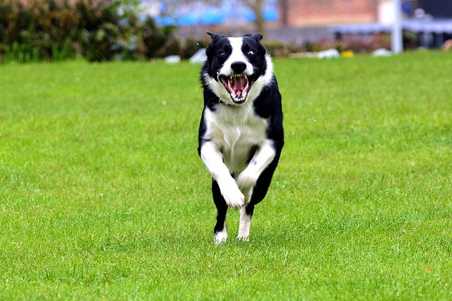 Anjing Lari Padang Rumput - Foto gratis di Pixabay - Pixabay