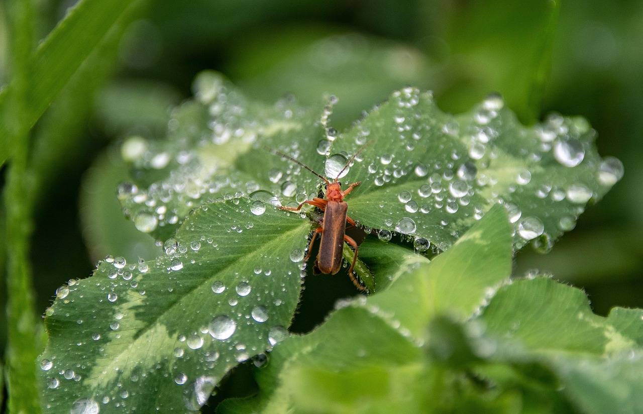 2,000+ Free Forest Insects & Forest Images - Pixabay