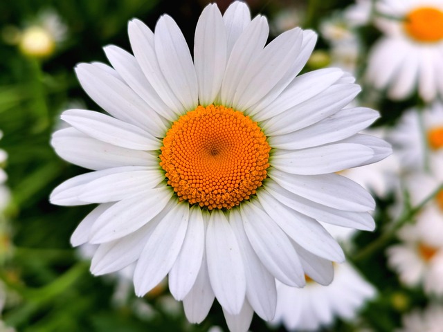 Flores Natural Daisy - Foto gratis en Pixabay