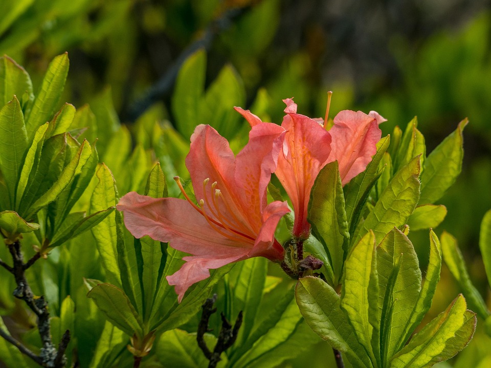 Azaleas Rhododendron Spring - Free photo on Pixabay