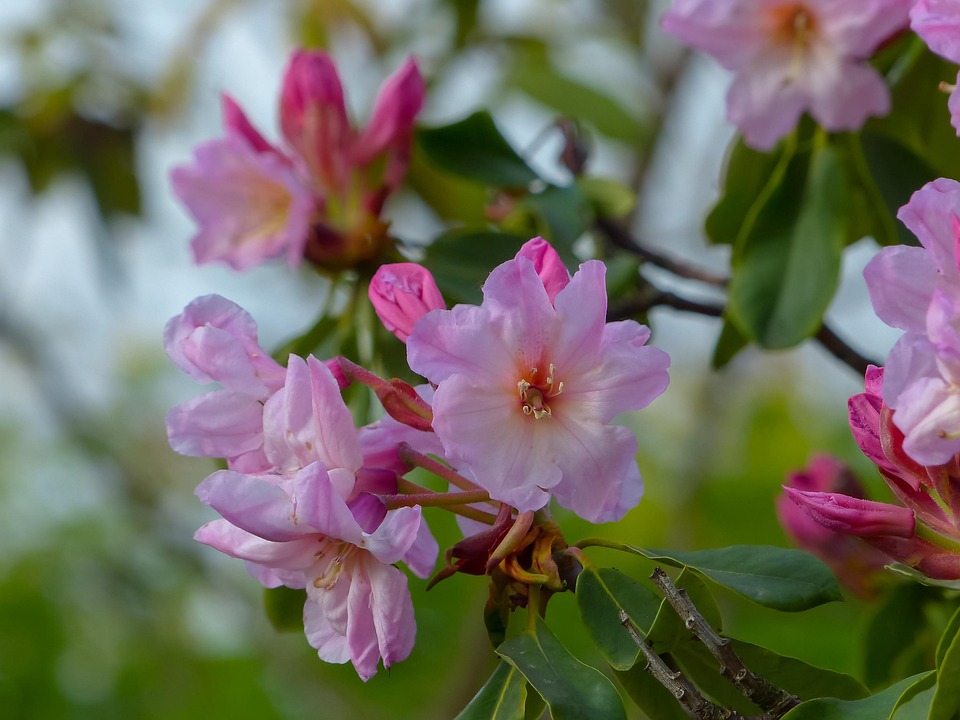 Azaleas Pink Flowers Rhododendron - Free photo on Pixabay