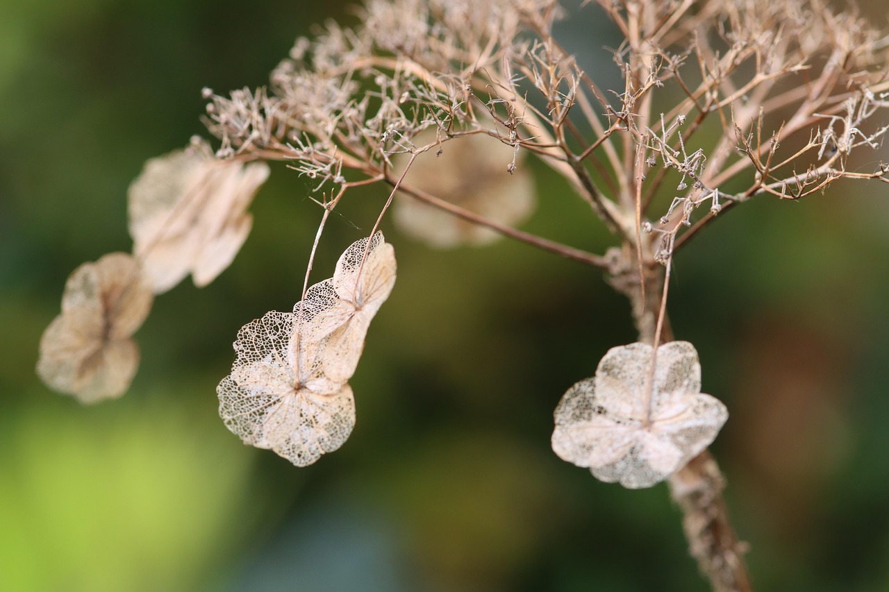 Flower Dry Flora - Free photo on Pixabay - Pixabay