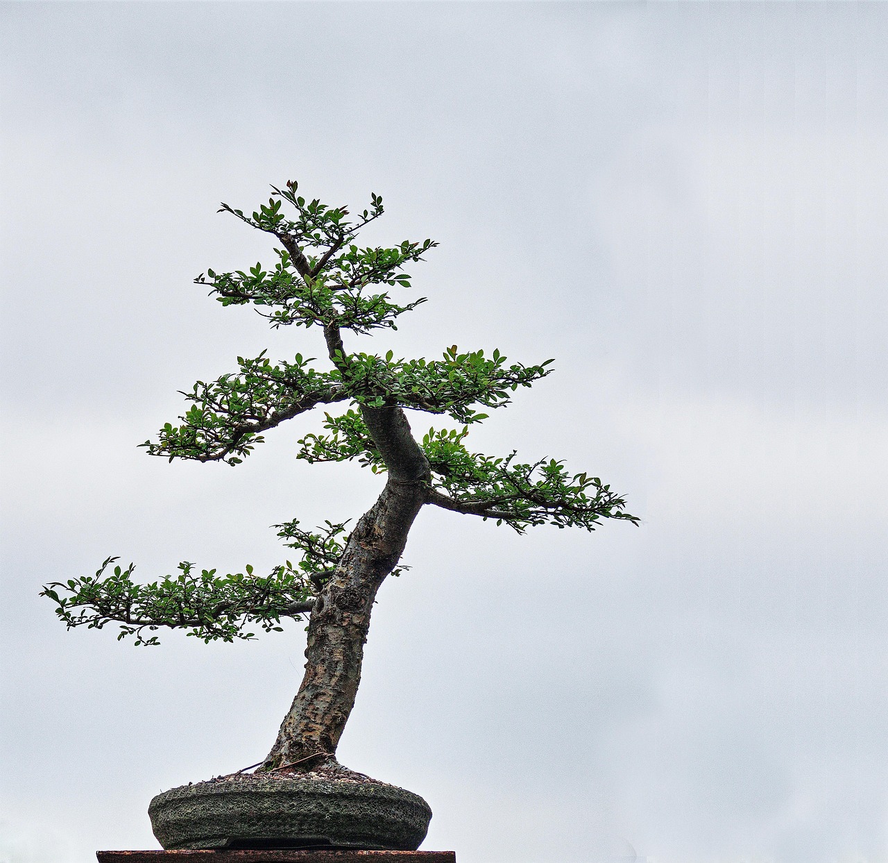 Bonsai Árvore Zen - Foto gratuita no Pixabay - Pixabay