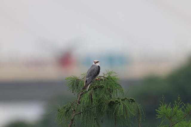 Fauna Silvestre Pájaro Naturaleza - Foto gratis en Pixabay - Pixabay