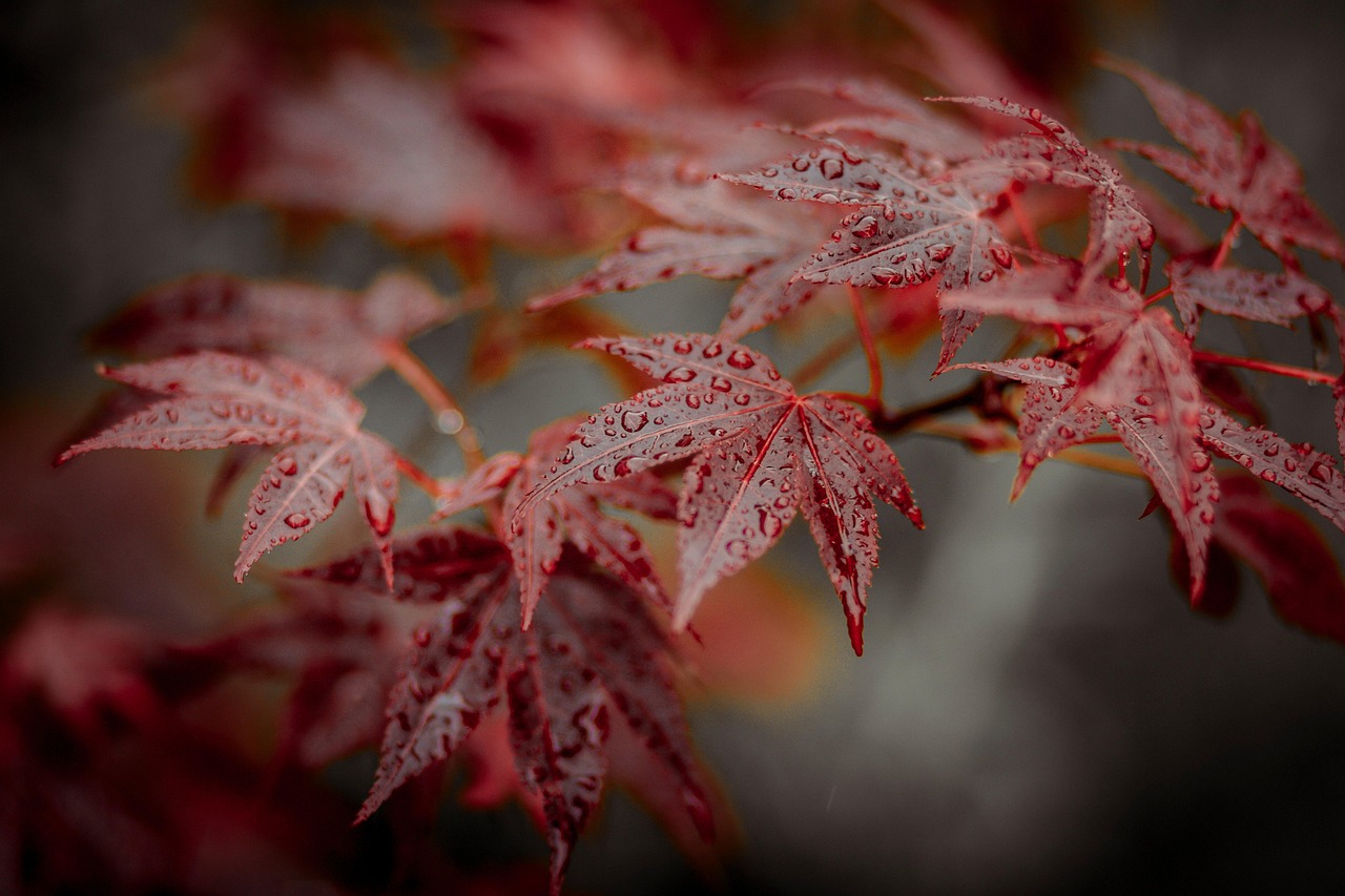 Feuilles Les Plantes Pluie - Photo gratuite sur Pixabay - Pixabay