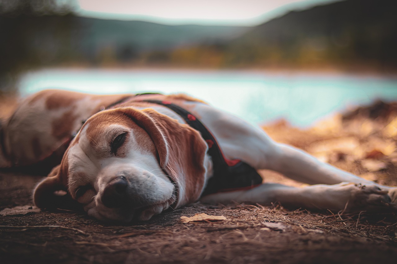 1.000+ kostenlose Chill und Chillen-Bilder - Pixabay