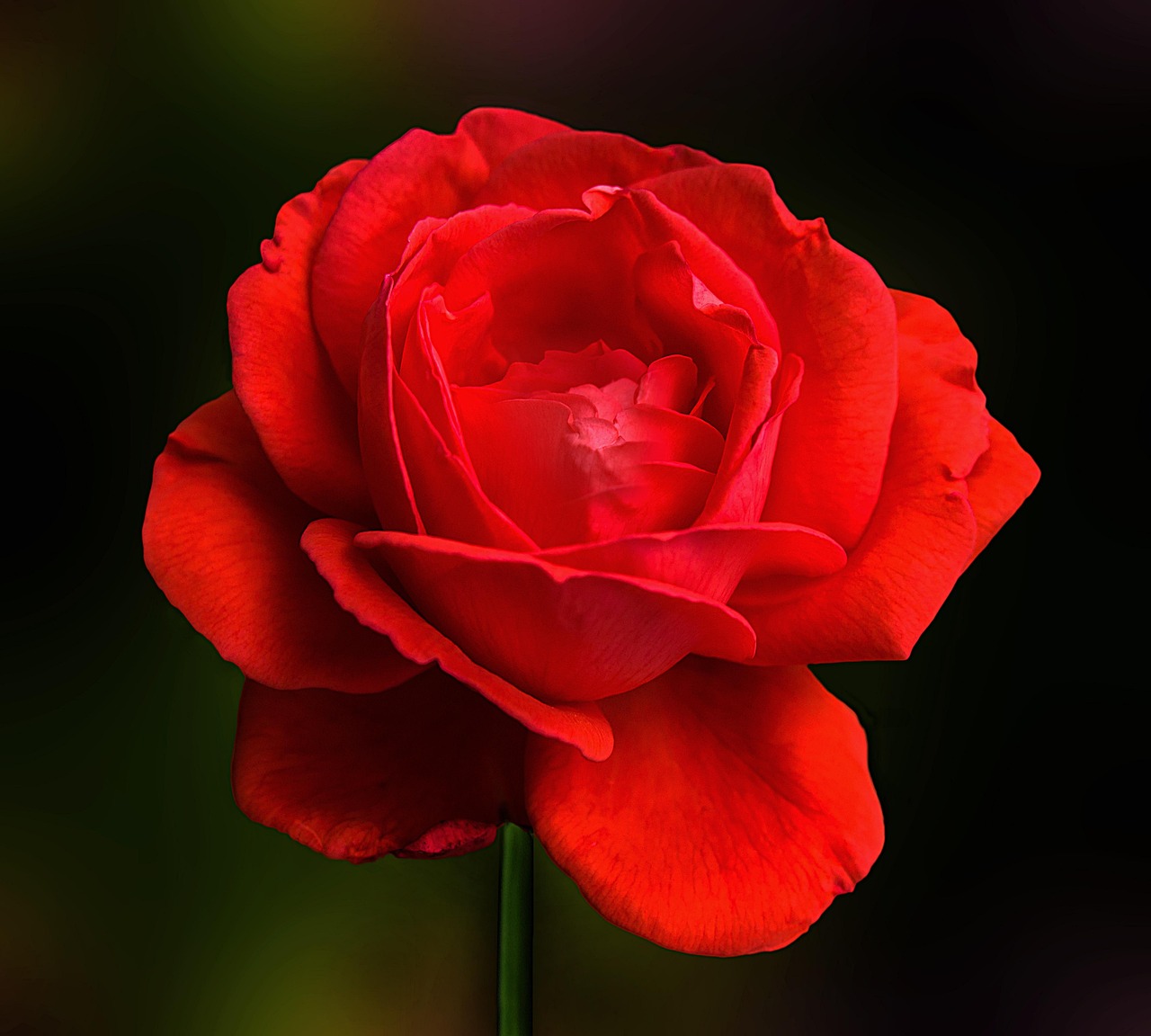 Gambar Bunga Mawar Merah Mawar Bunga Merah Foto Gratis Di Pixabay