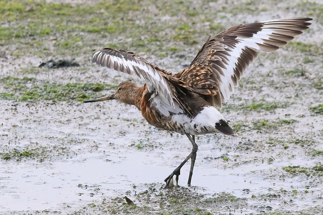 Bird Wader Godwit Black-Tailed - Free photo on Pixabay