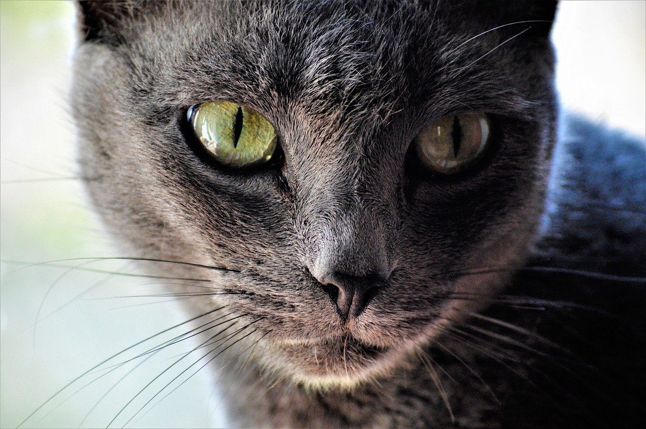 Kucing Cinta Suasana - Foto gratis di Pixabay - Pixabay
