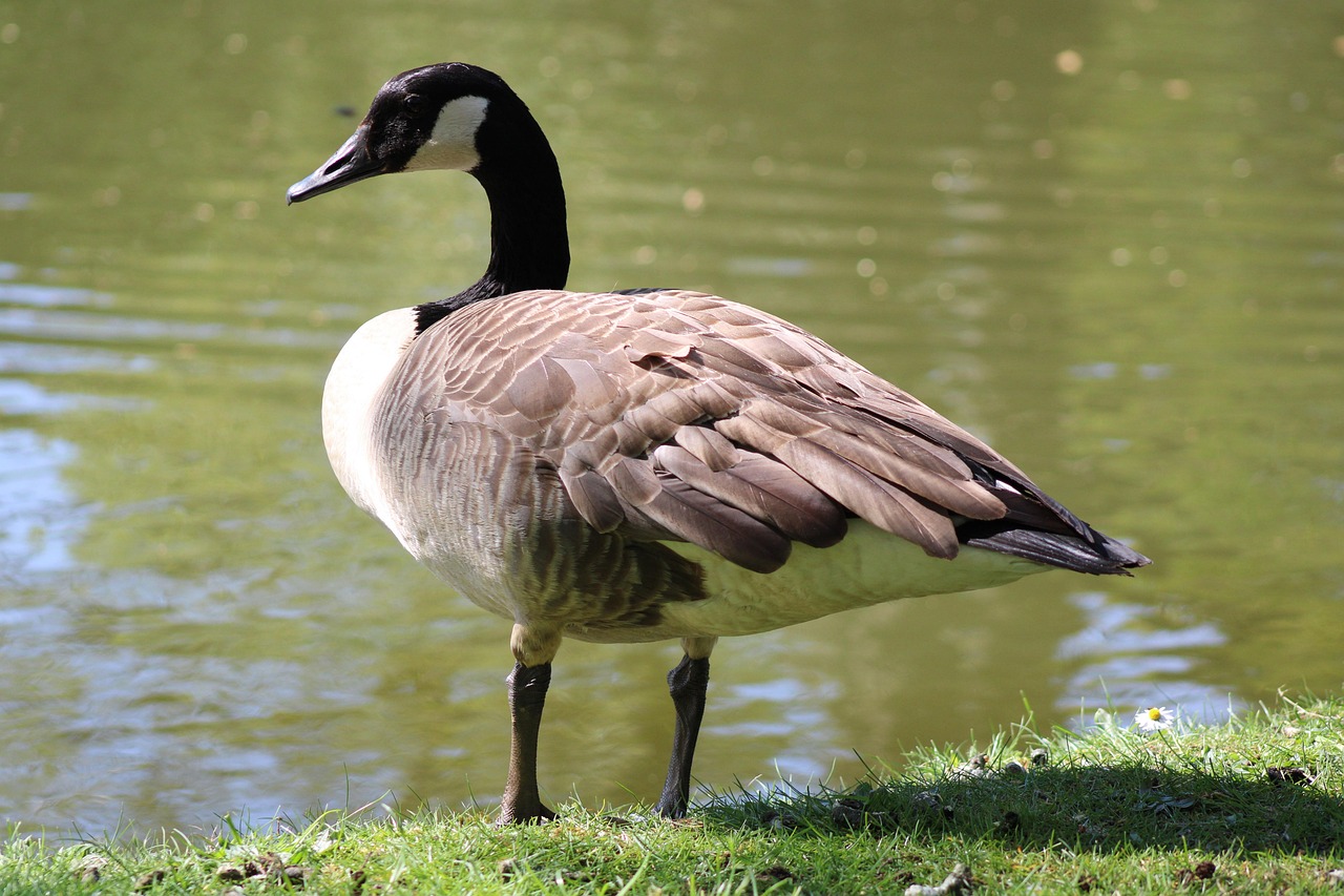 Kanada Gans See - Kostenloses Foto auf Pixabay