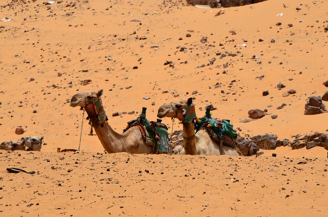 Camel Mammal Animal - Free photo on Pixabay