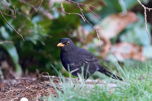 Blackbird Bird Forest Floor - Free photo on Pixabay - Pixabay