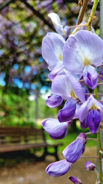 Glycine Fleur Jardin - Photo gratuite sur Pixabay - Pixabay