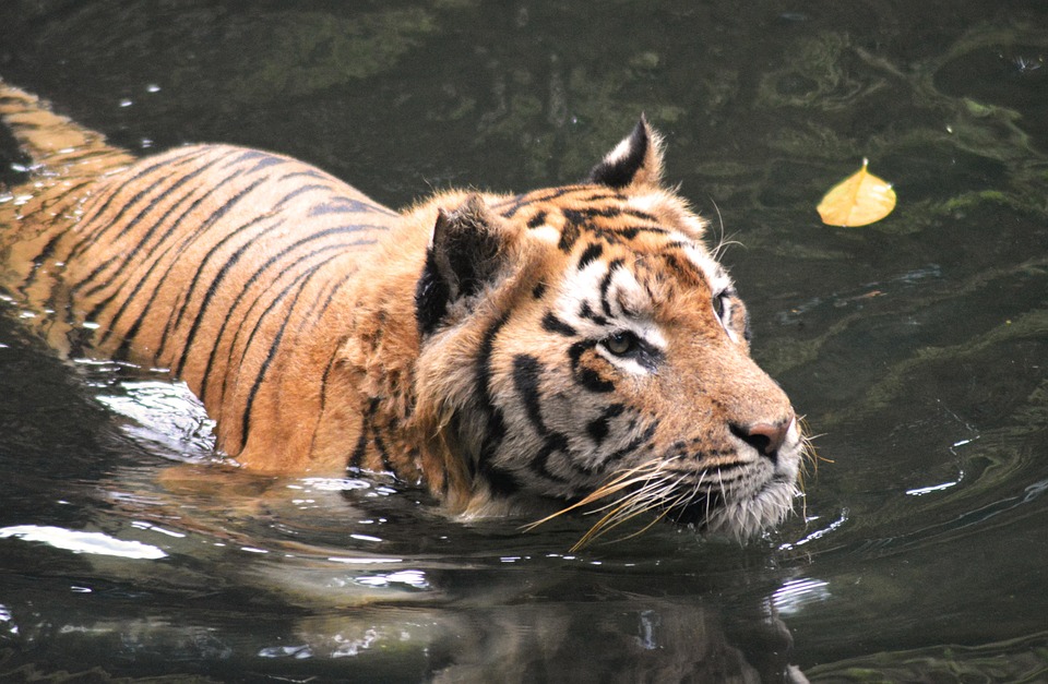 Tiger Predator Mammal - Free photo on Pixabay - Pixabay
