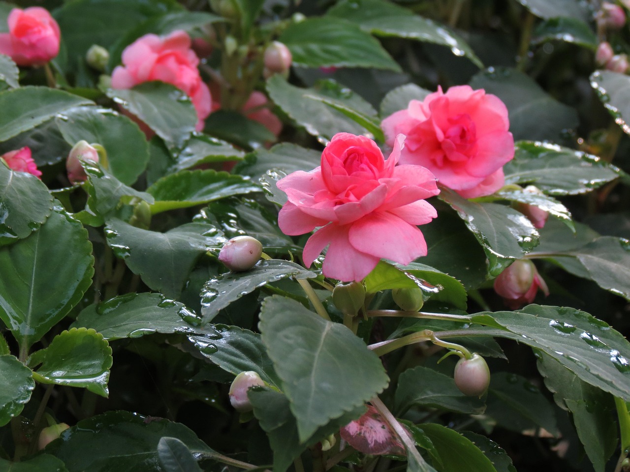 Impatiens Pink Flower - Free photo on Pixabay - Pixabay