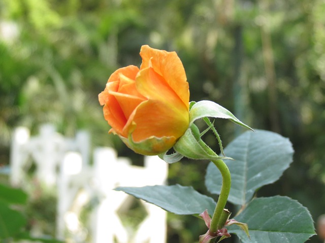 Gul Ros Blommande Ståndare - Gratis foto på Pixabay - Pixabay